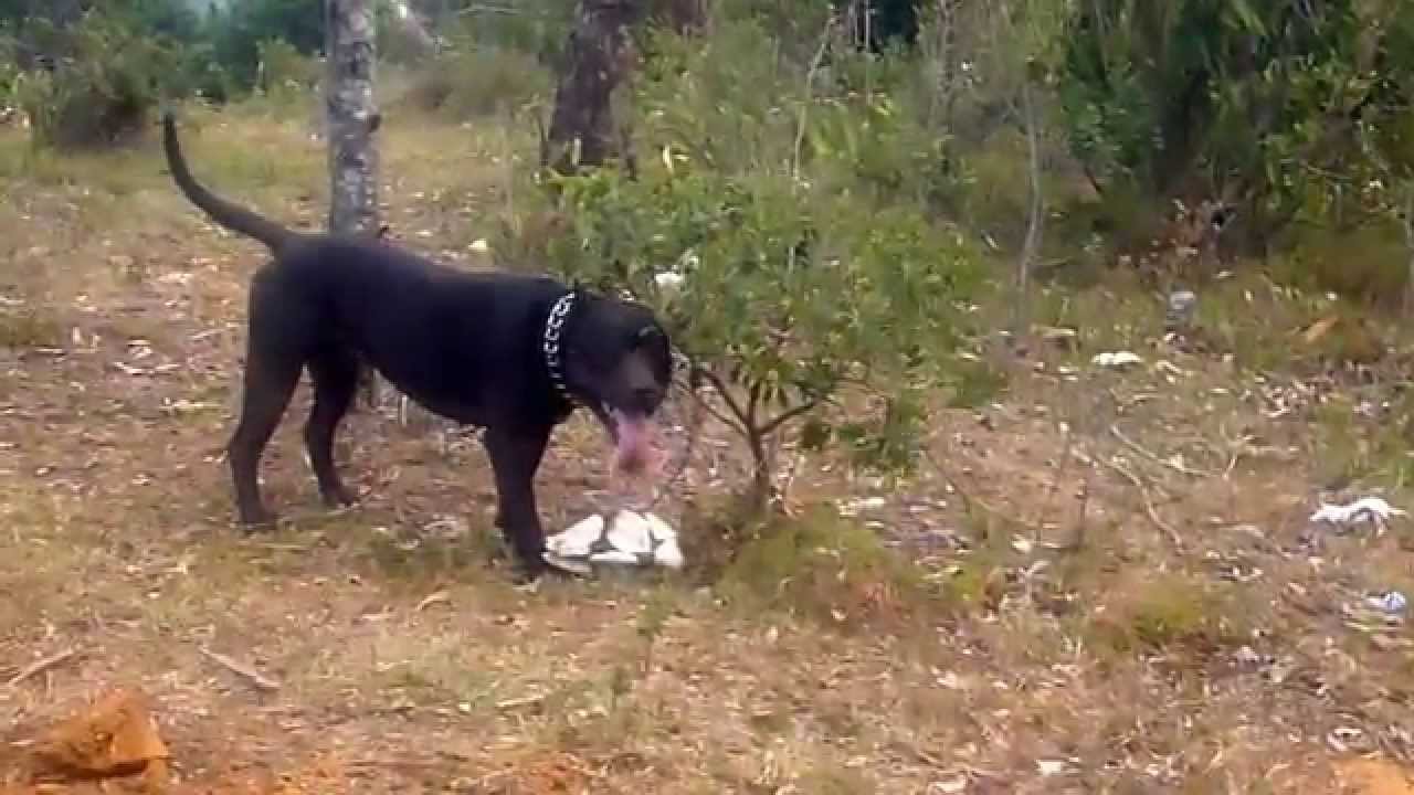 pitbull pantera - YouTube