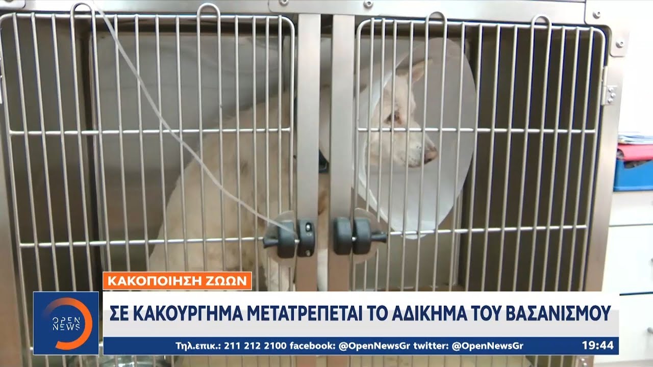 Κακοποίηση ζώων: Σε κακούργημα μετατρέπεται το αδίκημα του βασανισμού ...
