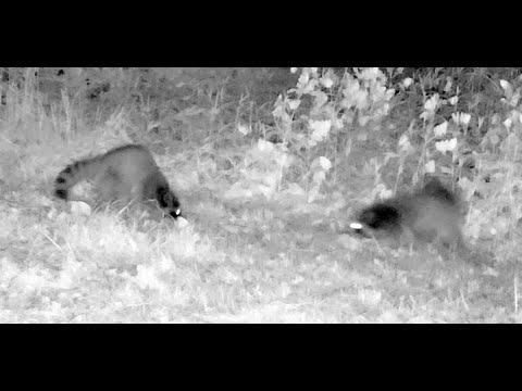 Raccoon Fight: Two Raccoons have a knock down drag out - YouTube