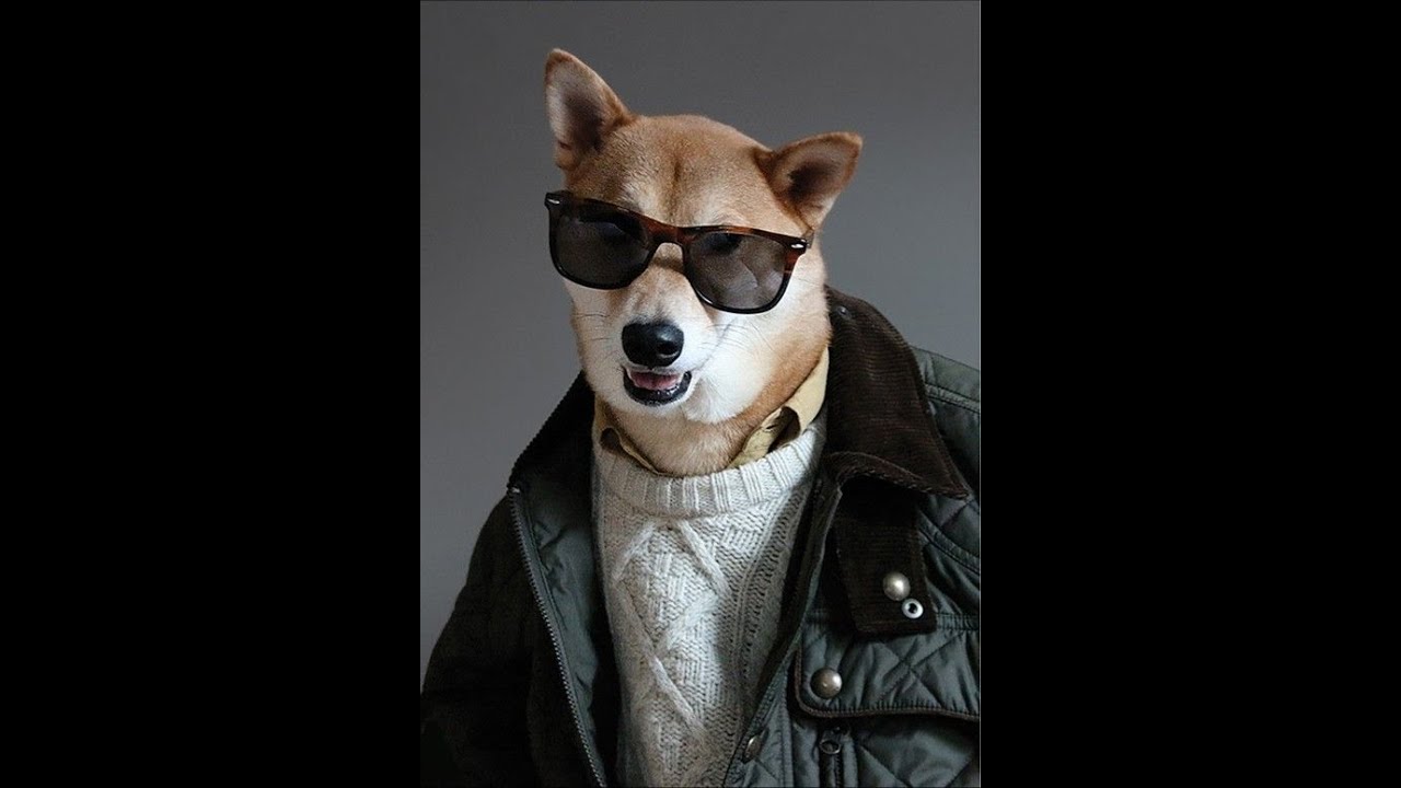 SHIB World: The Livestream That Changed Everything - YouTube