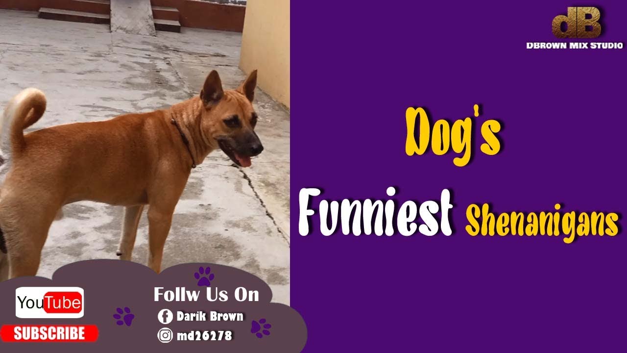 Dog’s Funniest Shenanigans - YouTube