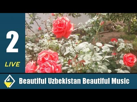 Bahor Gullari Flovers Spring Весна Цветы - YouTube