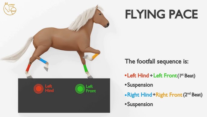Horse Footfall Of Pace