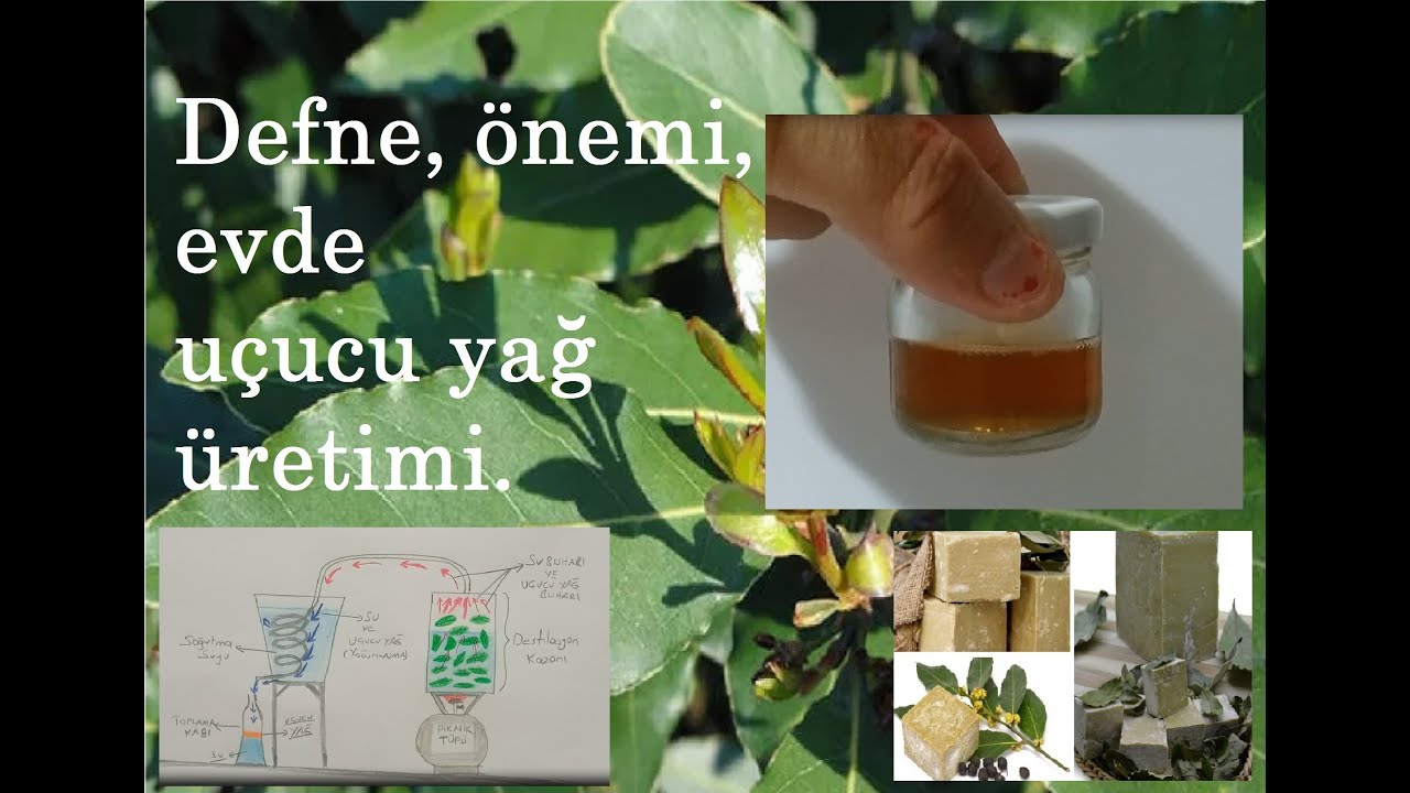 DEFNE YAPRAK YAĞI UÇUCU YAĞ EV ÜRETİMİ, DEFNE ve ÖNEMİ. HOME MADE ...