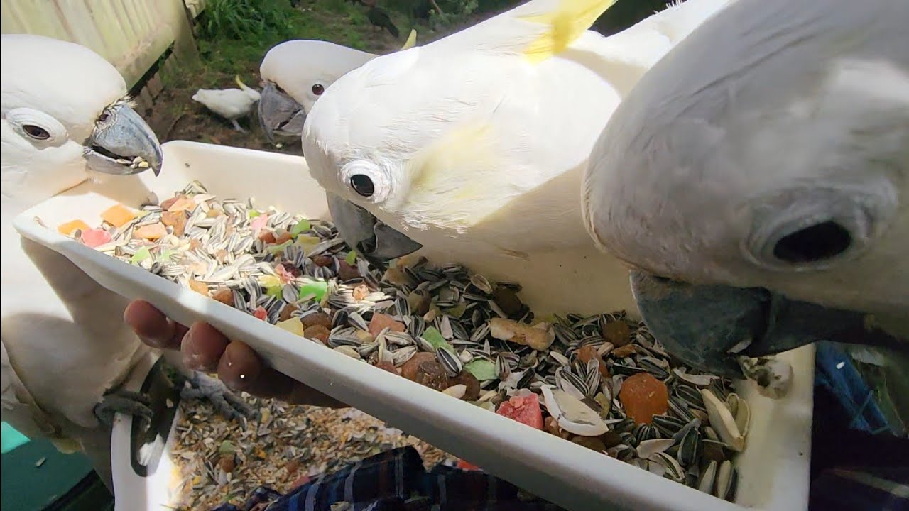 Footsy, Fax birb, Fluffy, Miss Lizzie, Madam Chook, Hurro birb and more ...
