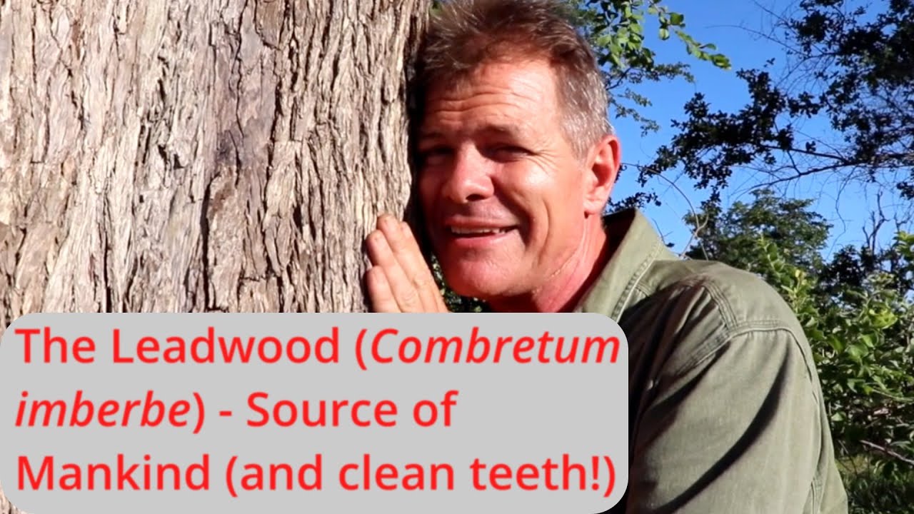 The Leadwood (Combretum imberbe) - Source of Mankind (and clean teeth ...