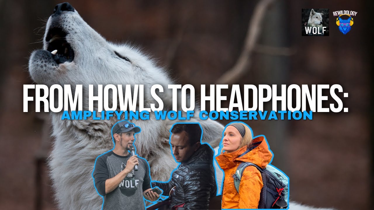 From Howls to Headphones: Amplifying Wolf Conservation with John Calfa and Stephen Rivera (Ep ...