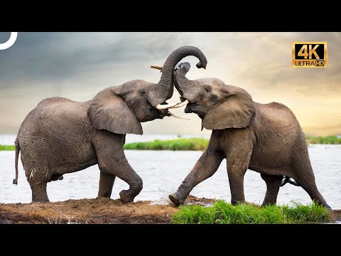 Vahşi Yaşam 35. Bölüm | Filler ve Aslanlar | 4K Hayvan Belgeseli Türkçe Alt Yazılı
