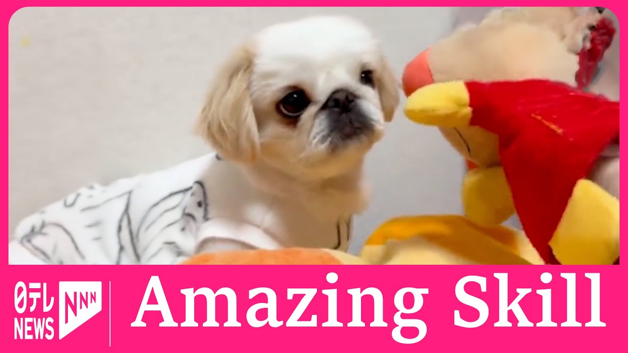 Dog can distinguish Anpanman characters - YouTube