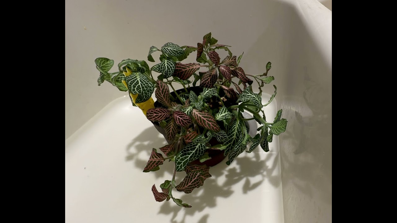 Time-lapse fainting plant pink angel nerve plant (fittonia) perking up ...