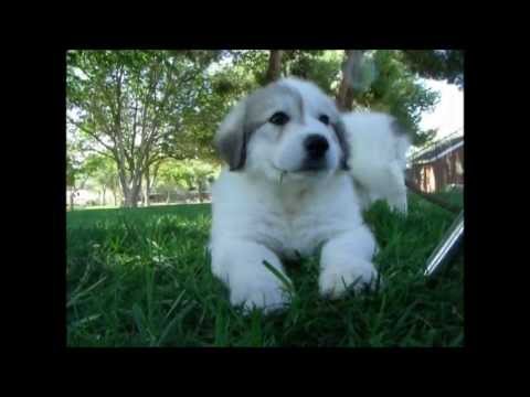 Apollo & King, Great Pyrenees Puppies - YouTube