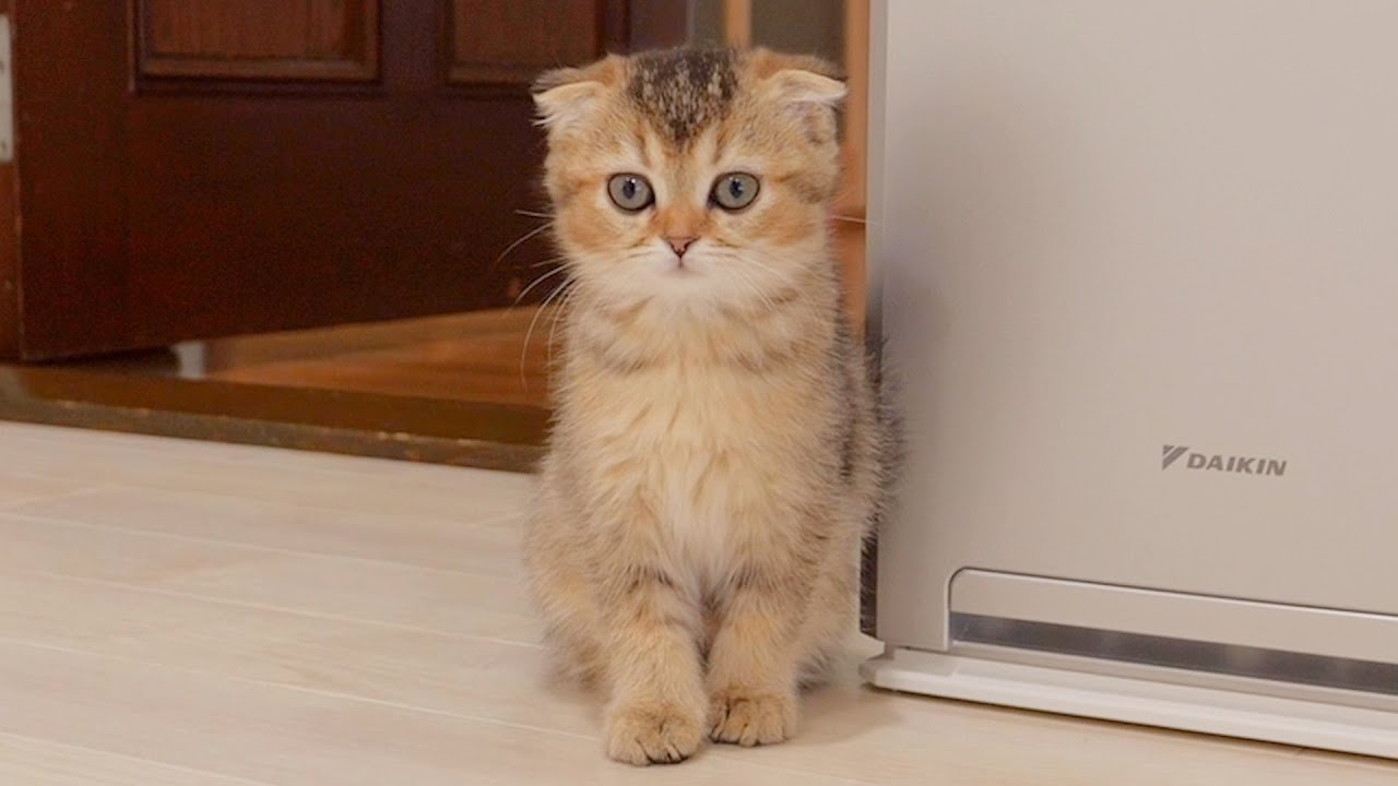 Here are the kittens who are completely uninterested in new kittens ...