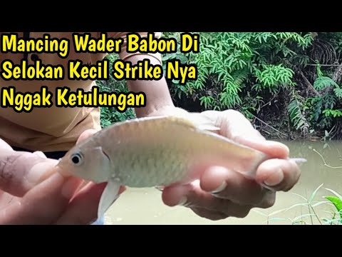 MANCING WADER BABON DI SELOKAN KECIL,Strike tiada henti - YouTube