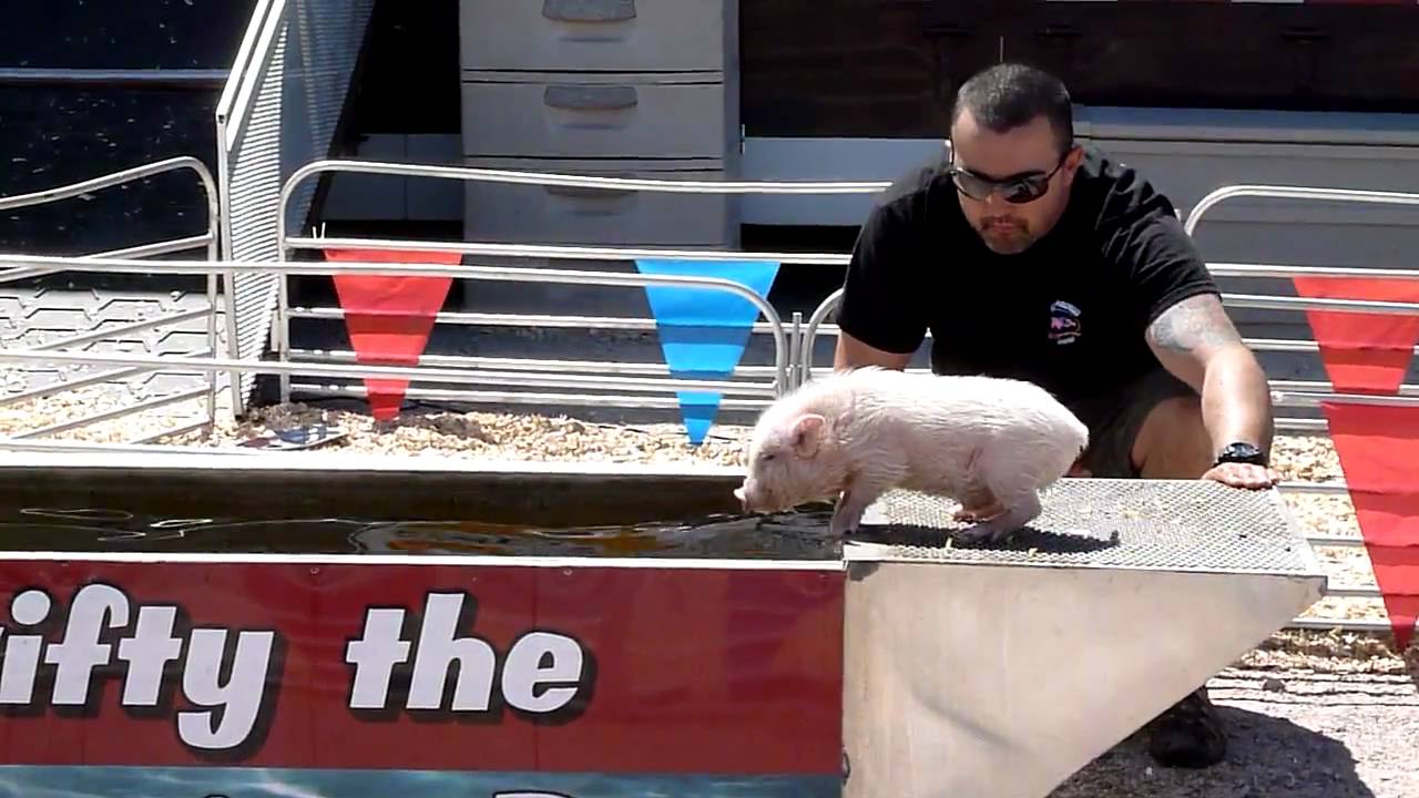 Swifty The Swimming Pig at the Clark County Nevada Fair 2011 - YouTube