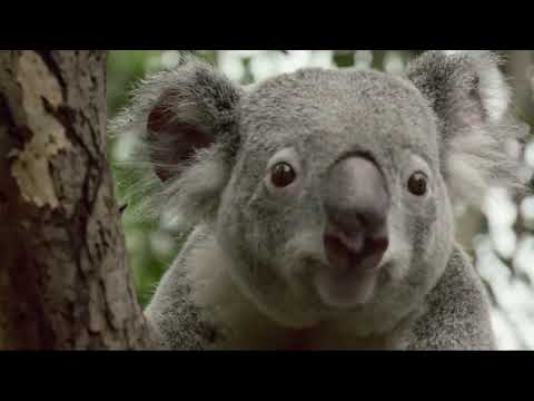 Belgesel Koala / Türkçe dublaj