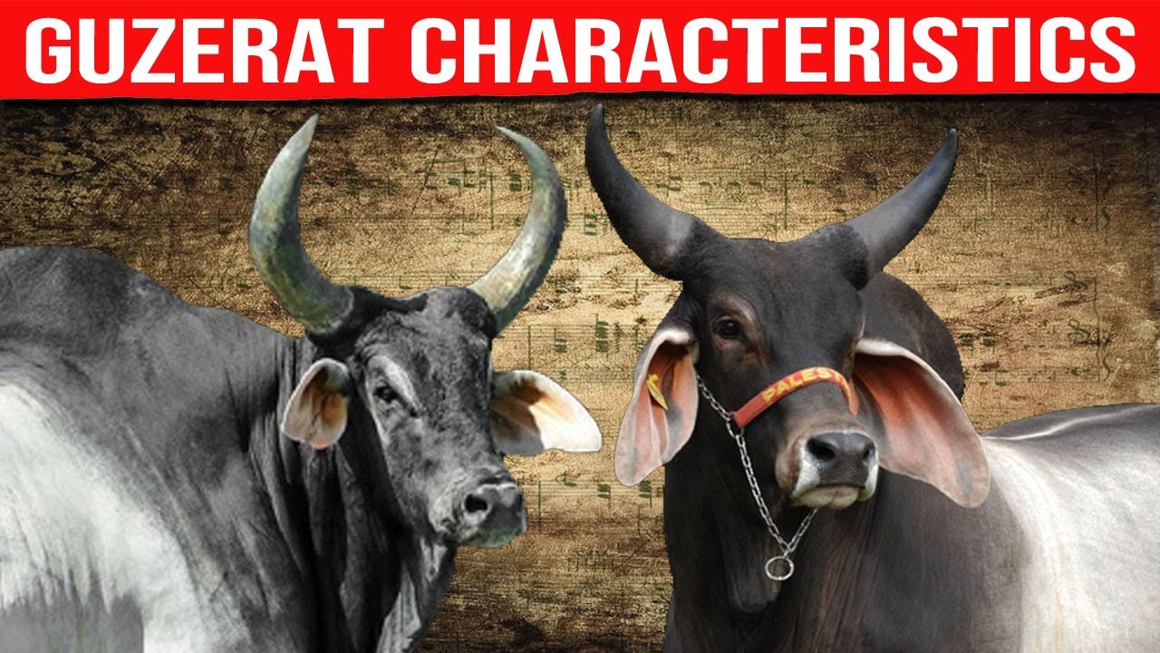 🔴 [ DAIRY COWS ] GUZERAT CATTLE Characteristics Biggest Bulls And Cow ...