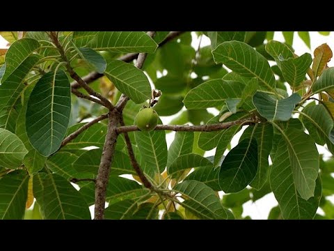 SCIENTIFIC NAME : MAHUA PLANT - YouTube