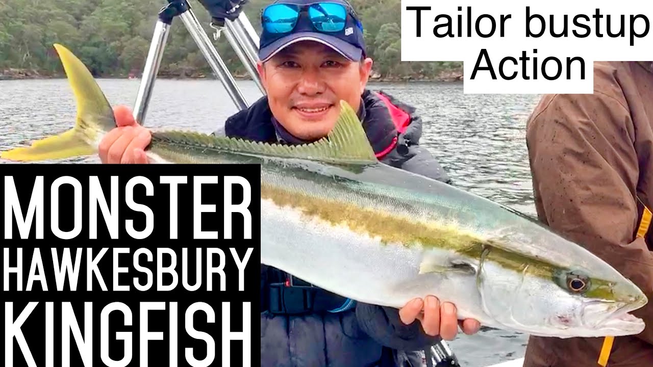 Crazy HUGE Kingfish fishing - why are you here? Tailor bust up was a bonus (ENG Sub if you need ...