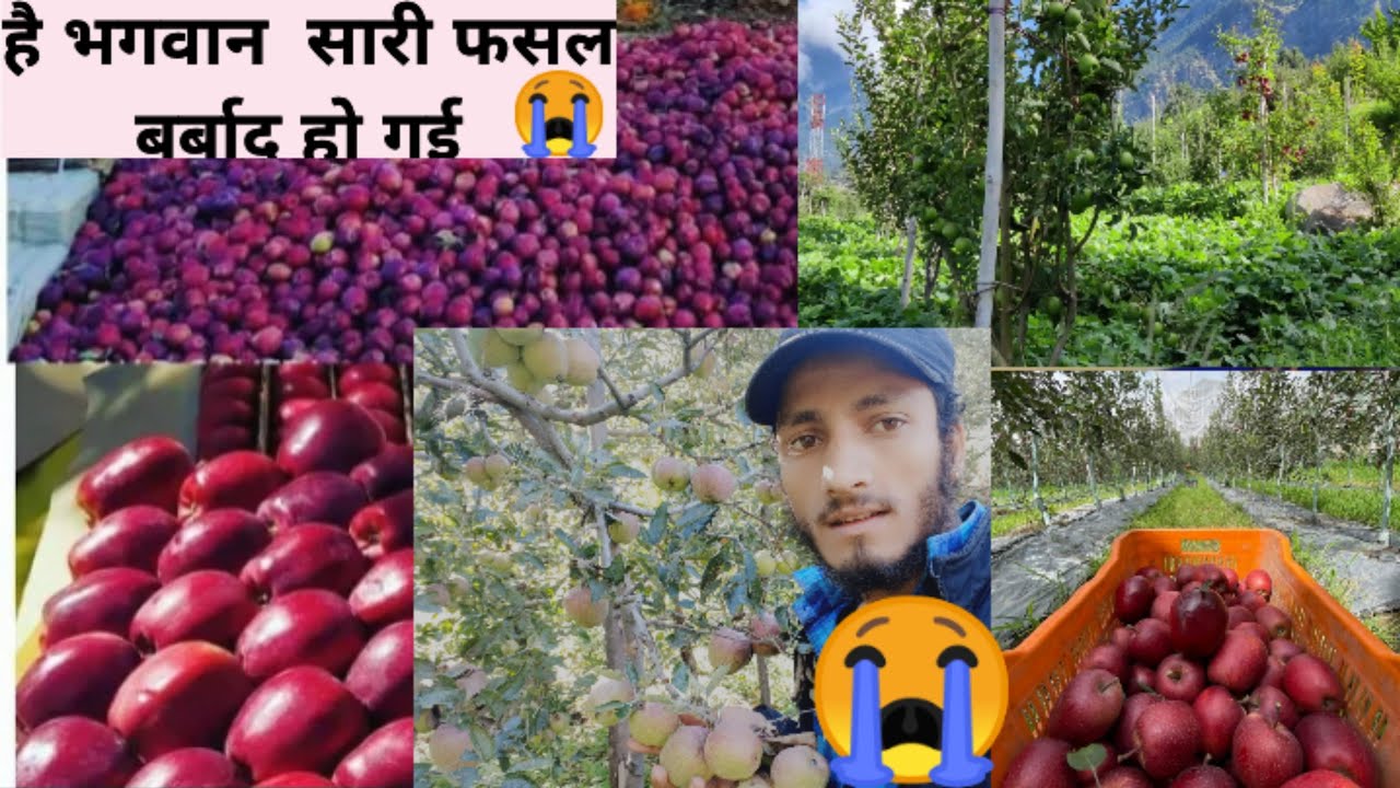 है भगवान सारी फसल बर्बाद हो गई 😭😭#dailyvlog #vlog#village vlog#apple ...