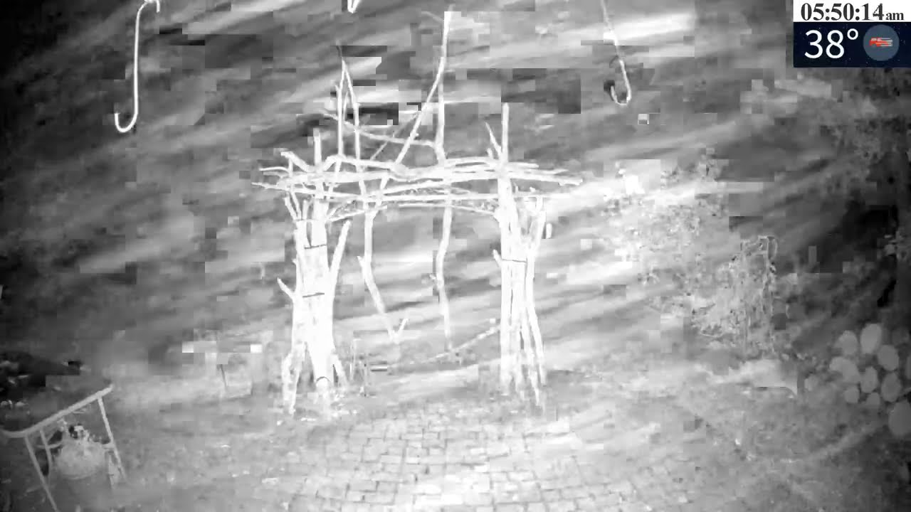 Bugs at Night in Hell, Michigan USA - Live in 4K - YouTube