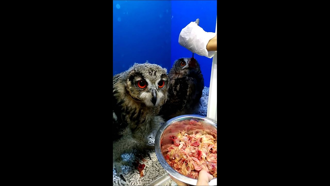 Búhos reales de 2 meses comiendo - YouTube