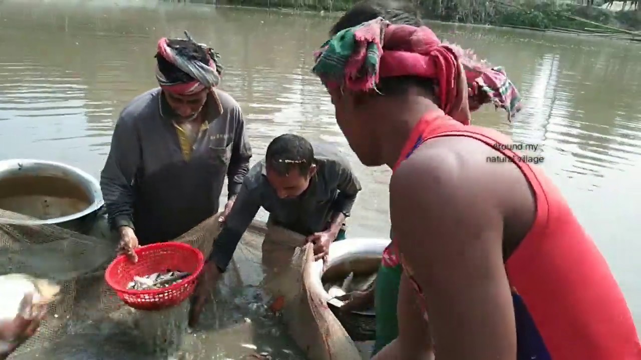 Most crazy video!How to possible village people catching big fish in ...