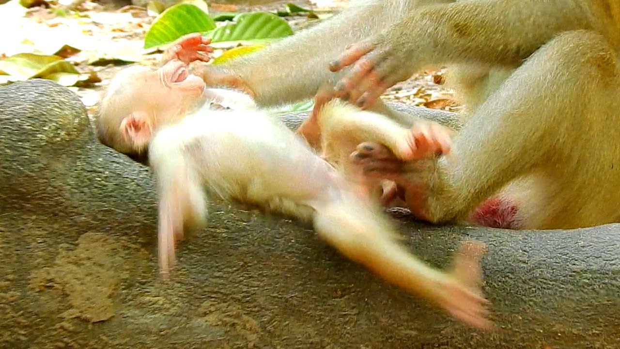 Very bad monkey Libby kicks baby monkey Lily until falling down - YouTube