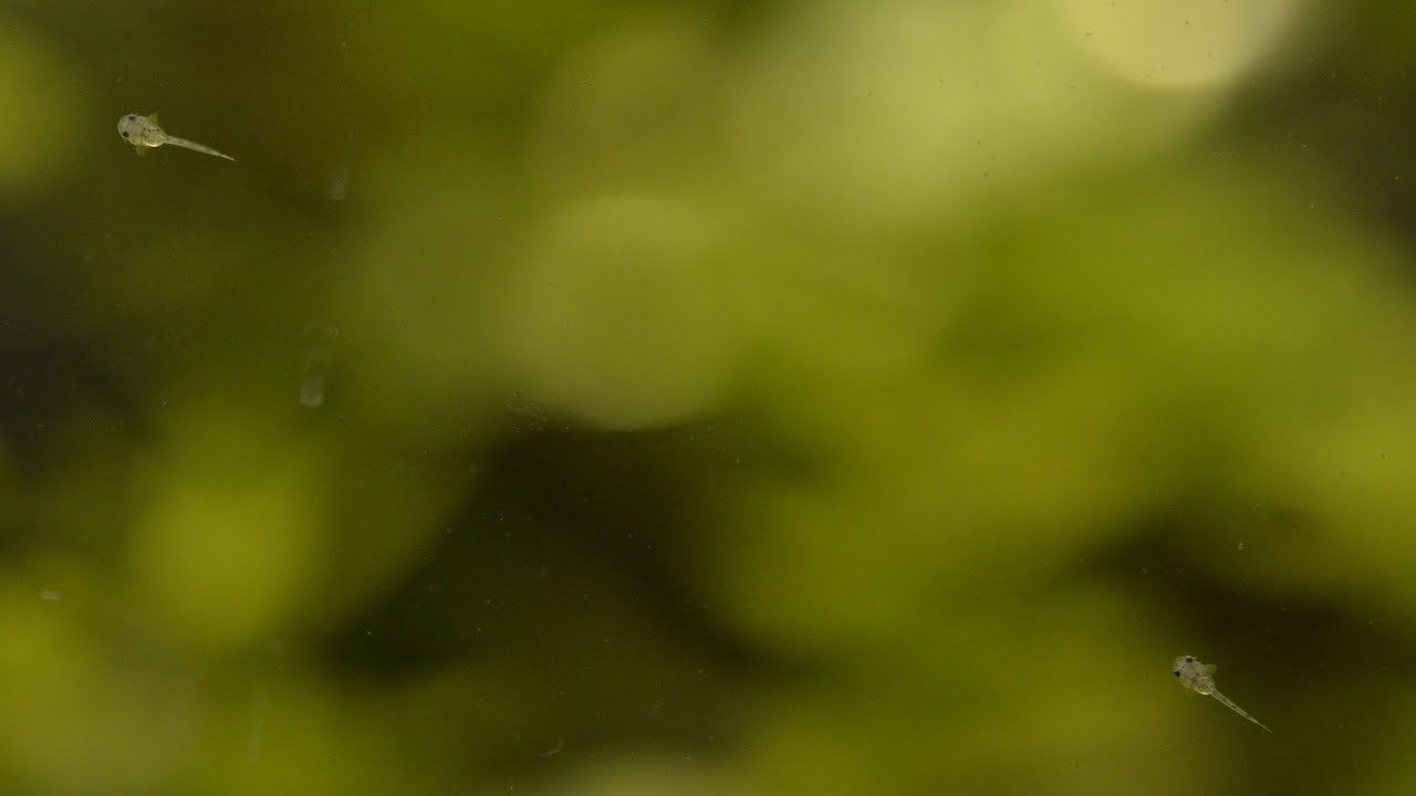 Otocinclus vittatus fry - Feb. 2016 - YouTube