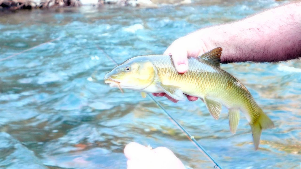 Barbos a mosca en invierno - YouTube