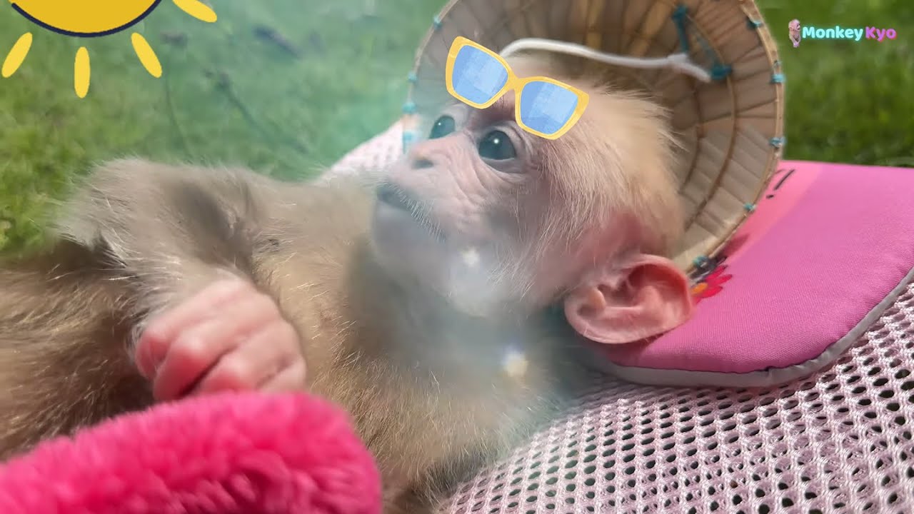 Baby monkey Kyo is Super cute when sunbathing with Dad | Full version ...