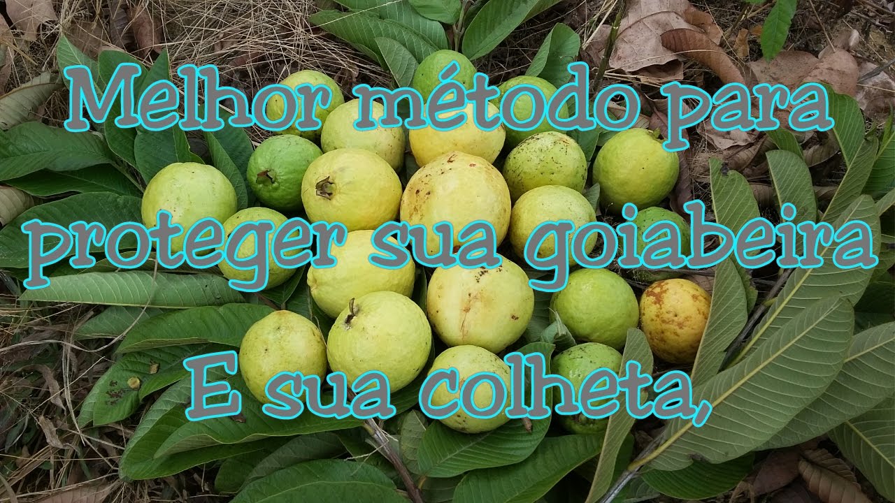 COMO PROTEGER SUA GOIABEIRA DAS PRAGAS - YouTube