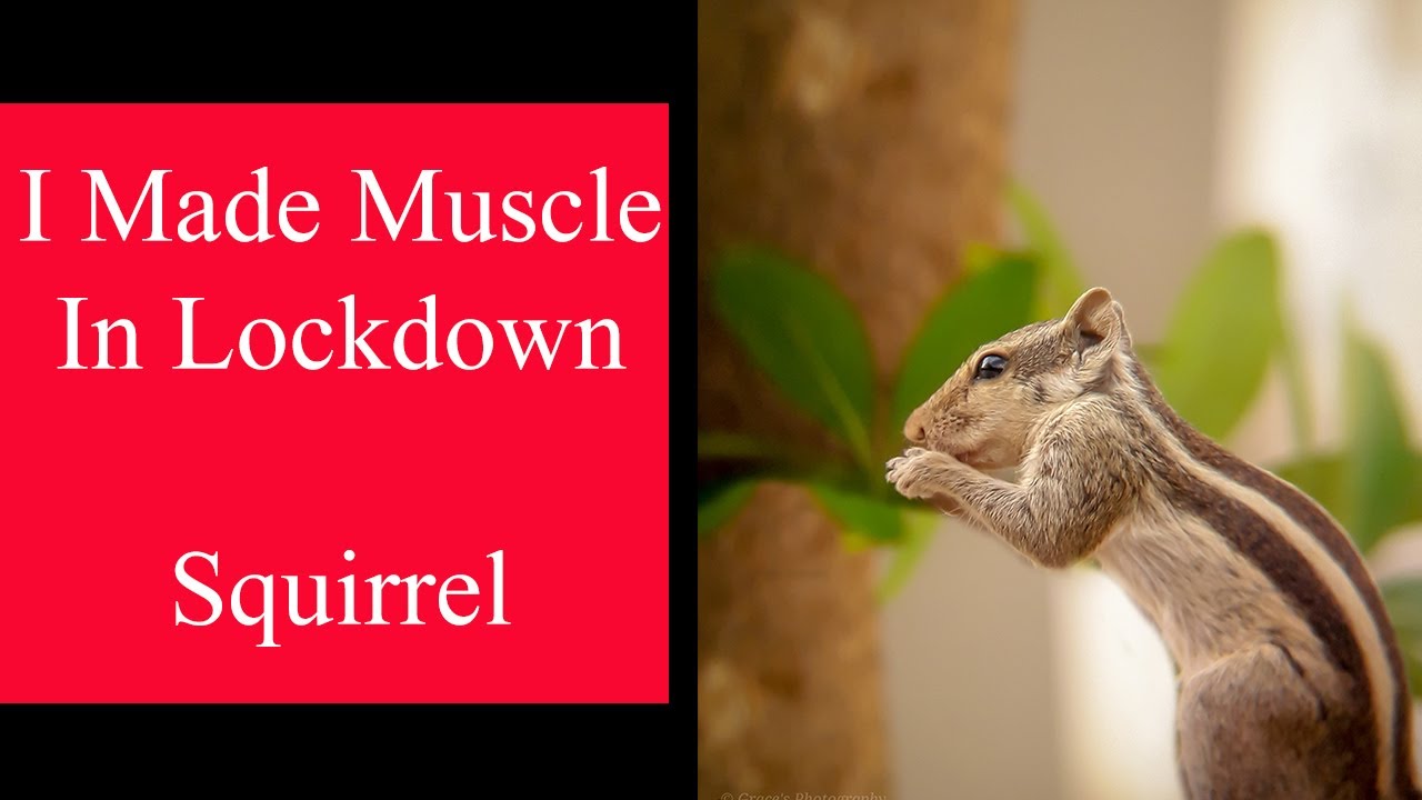 Squirrel Made Muscle In LockDown - YouTube