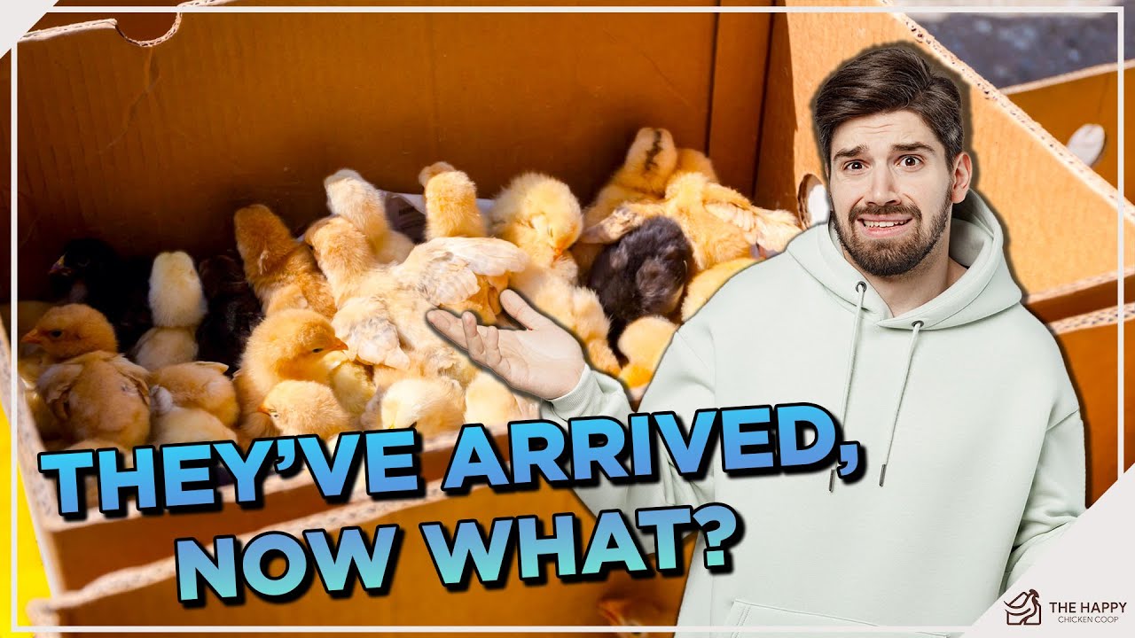 Newbie Chicken Care Essentials: What to Do On Chick Day - YouTube