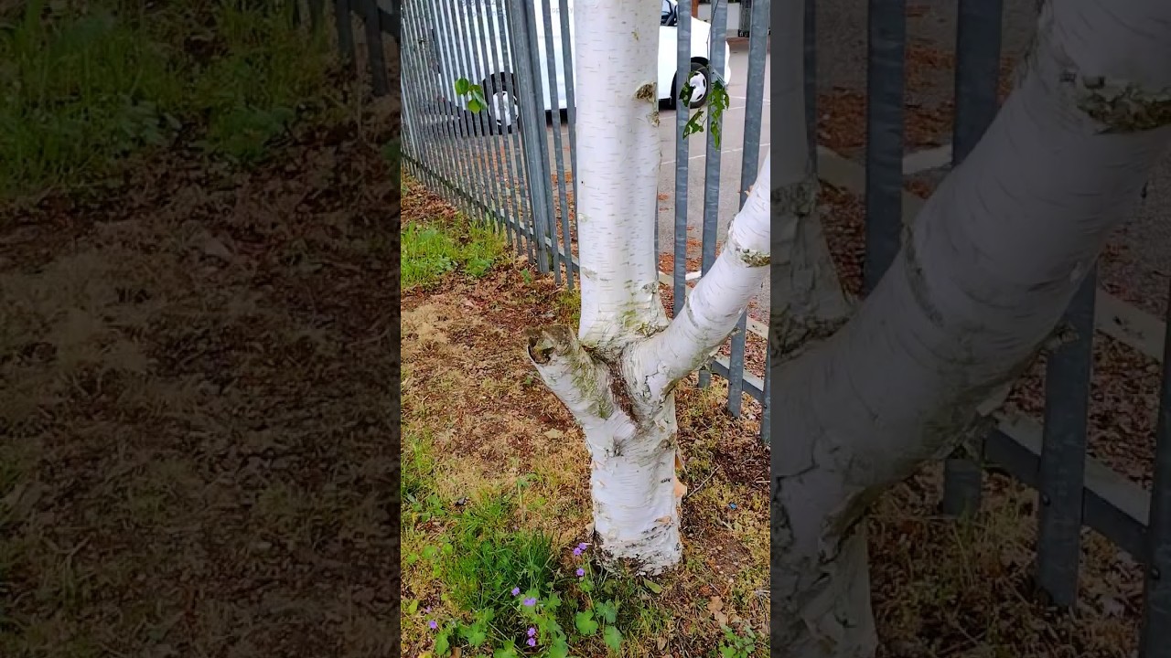 So you see What I see? 😳 #uk #funny #trees #funnyvideo #rude #tree # ...