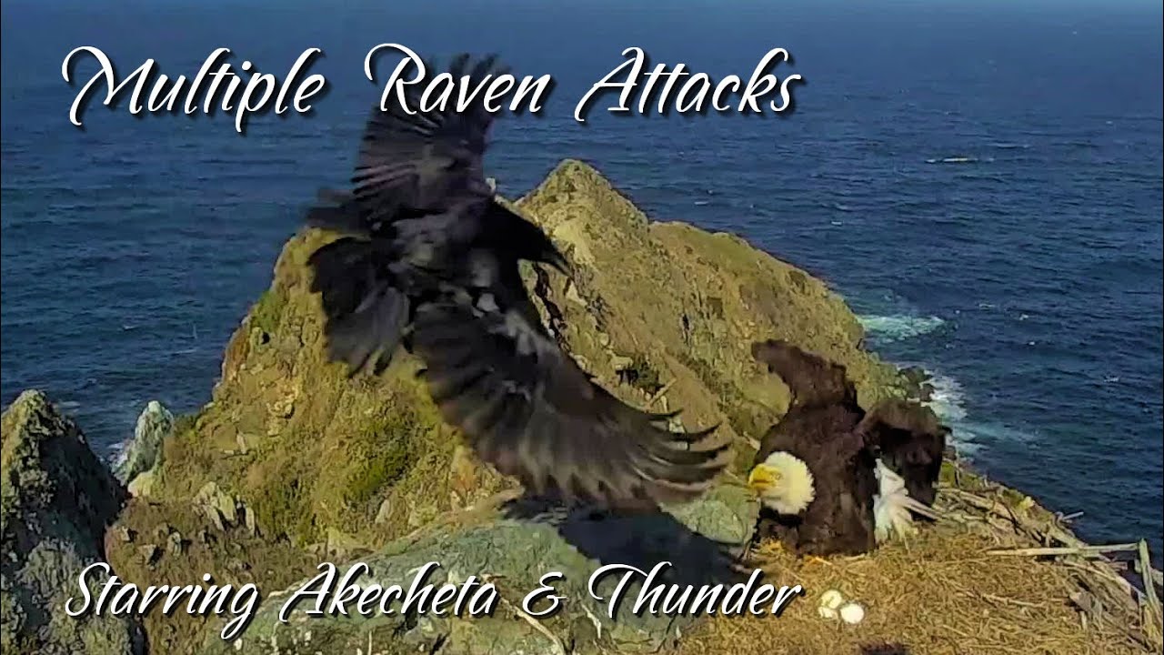 Multiple Raven Attacks - Starring Akecheta & Thunder ~ Explore.org ~ 2 ...