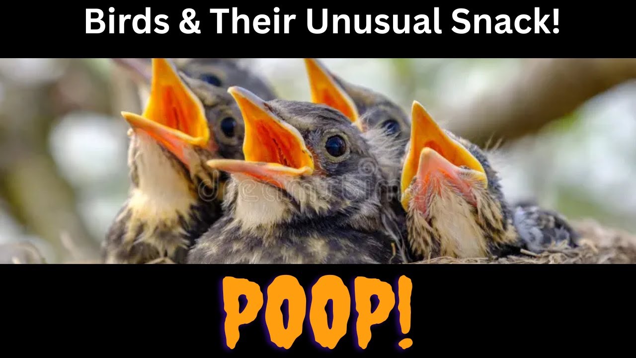 🤮🥶🤢 ️Why do parent birds eat their young's "poop" ??? - YouTube
