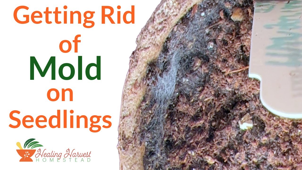 Getting Rid of Mold on Seedlings and the Top of Your Seed Starts - YouTube