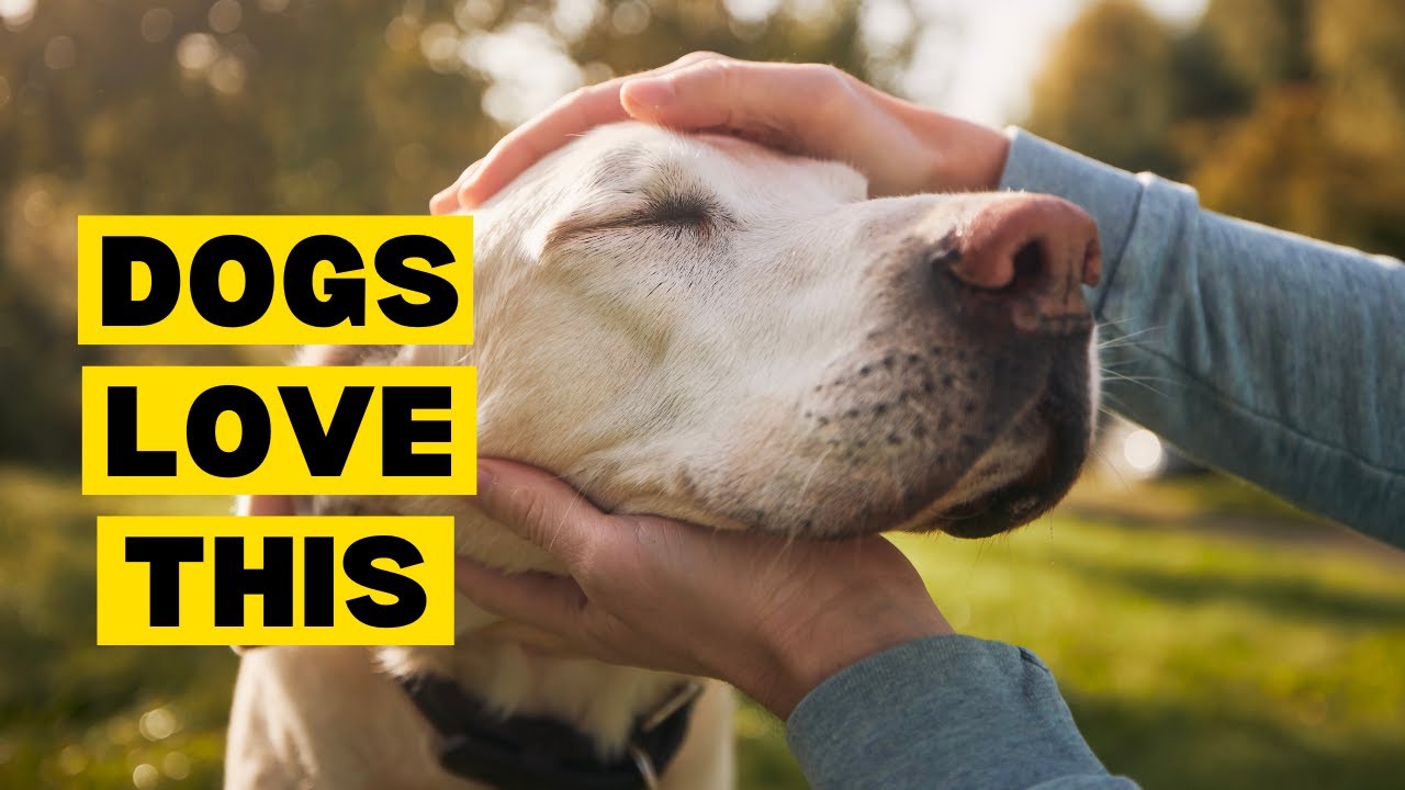 10 Things Dogs LOVE - YouTube