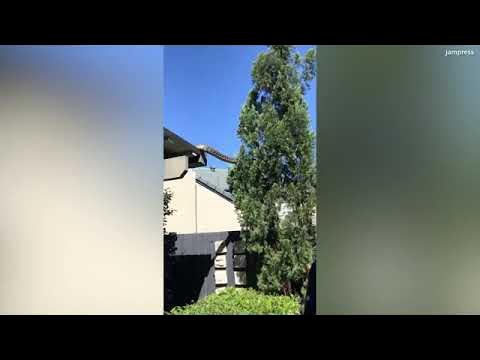 Queensland family film skin crawling moment a massive python slithered ...