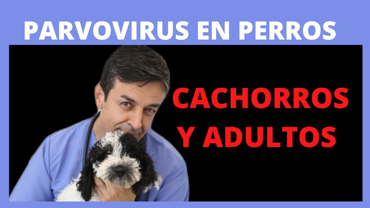 🛑 PARVOVIRUS EN PERROS- Principales síntomas y tratamiento 🛑🛑 - YouTube