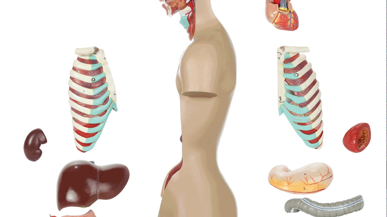 Axis Scientific 18 Part Human Anatomy Torso - YouTube