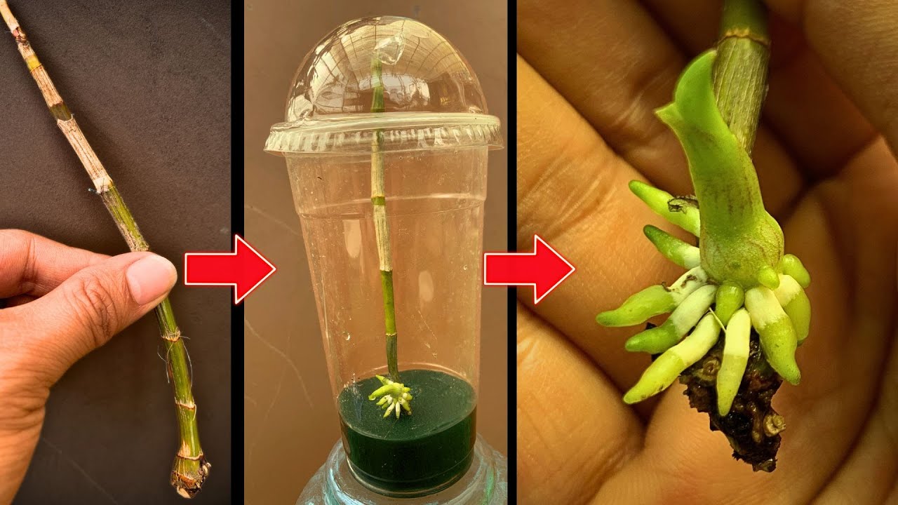 Just one drop in this way and the orchid immediately sprouts and blooms ...