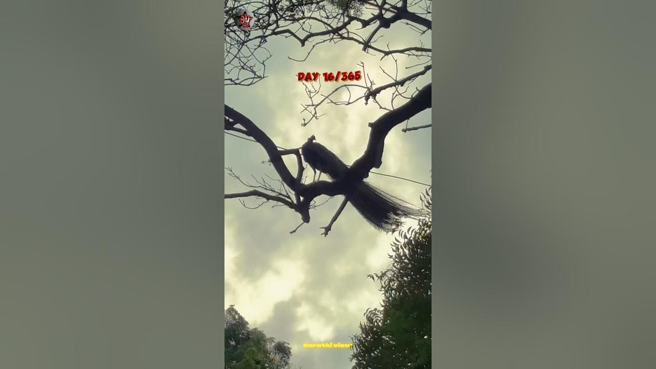 365 days series | Day 16/365 | #365dayschallenge #365daysseries #minivlog #vlog #shortvideo # ...