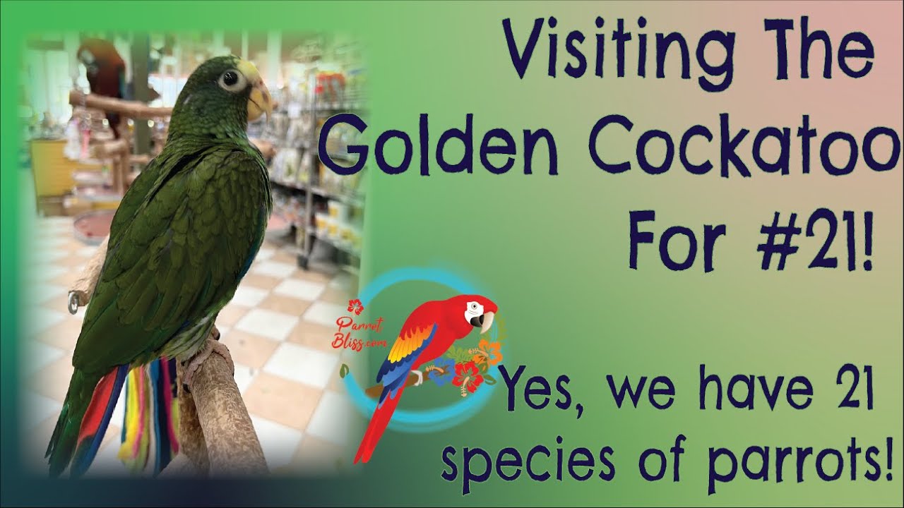 Visit Golden Cockatoo As We Get Parrot Species #21! #Parrot_Bliss # ...