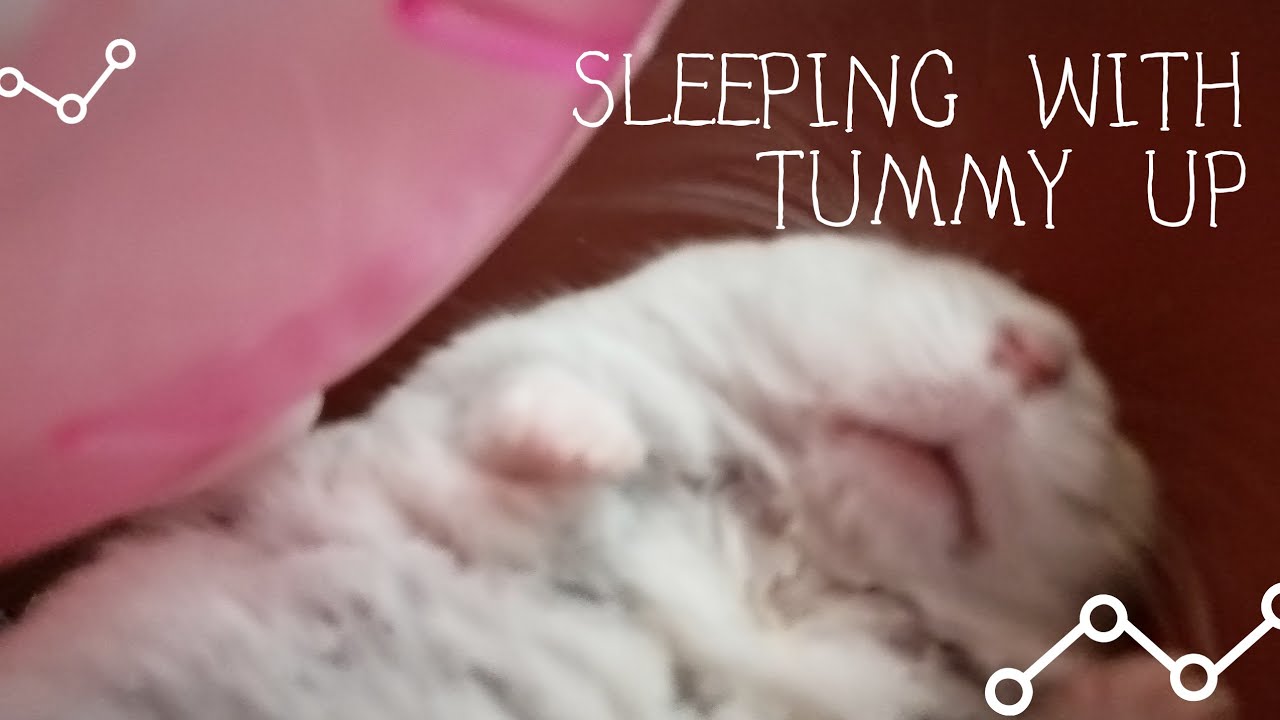 How to train your hamster to do tummy up？ - YouTube