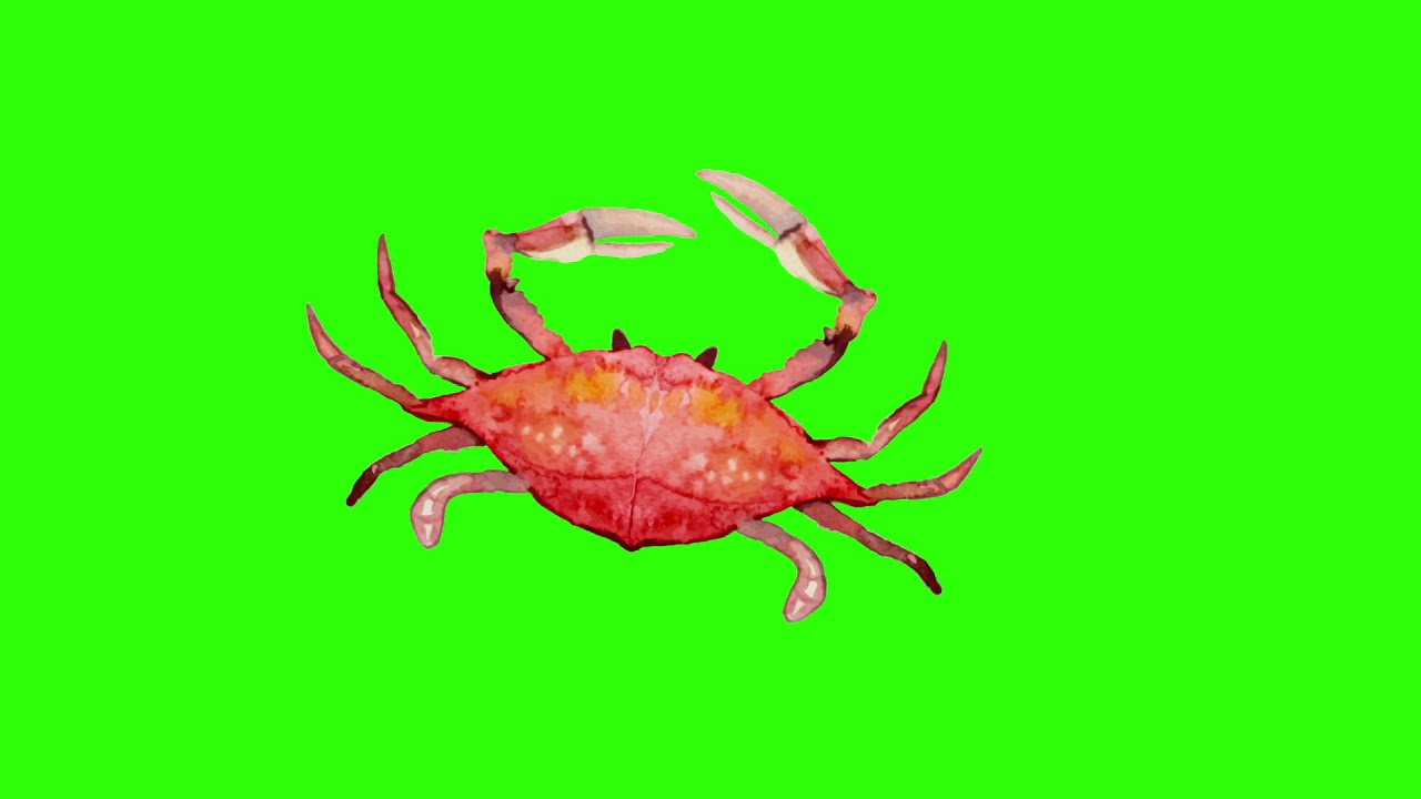 Crab on a green screen background. Animation. Download free video on a ...