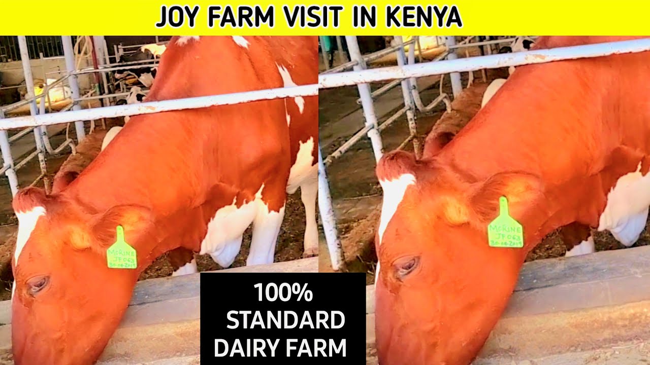 Agri-tour in Kenya | Joy Farm - YouTube