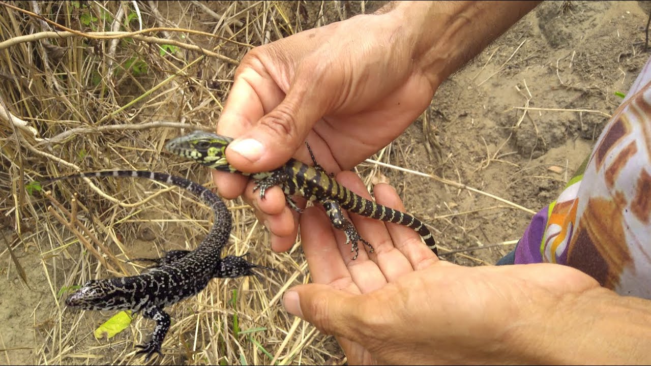 Filhotes de Lagarto Teiú!! [ IZAIAS EM AÇÃO ] - YouTube
