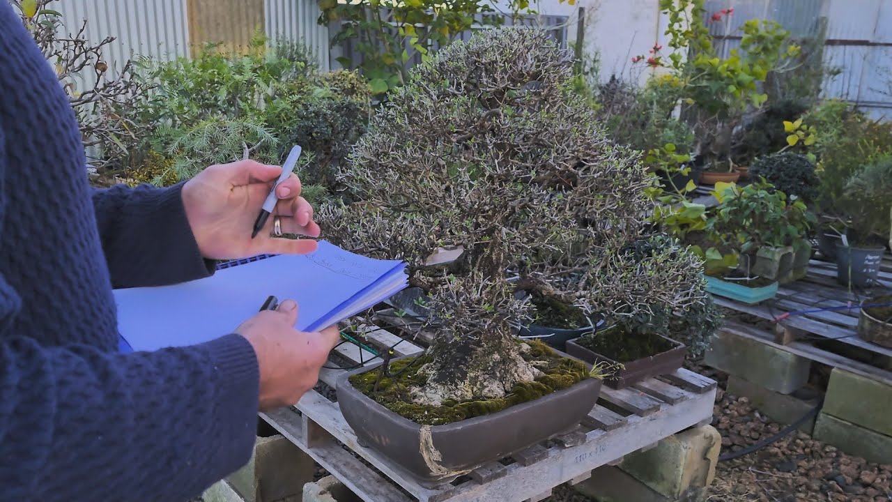 Nigel Saunders Bonsai Count Challenge - YouTube