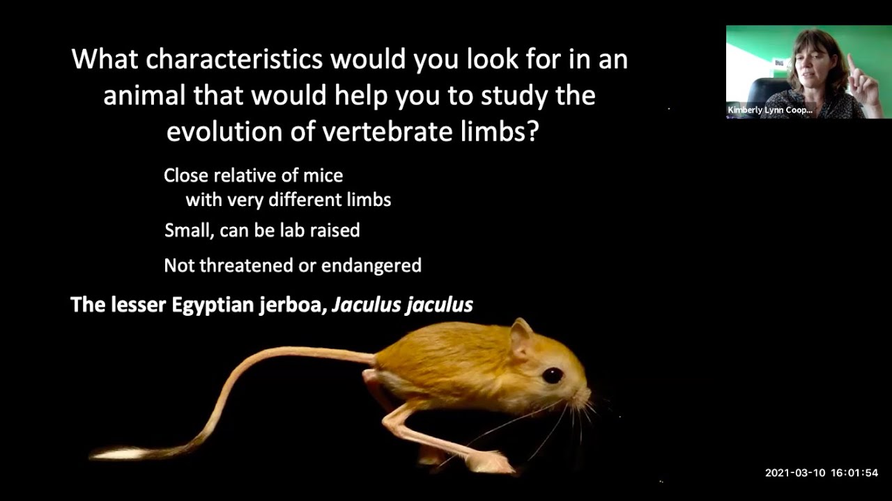 How (and Why) the Jerboa Got Its Long Feet, presented by Professor Kim ...